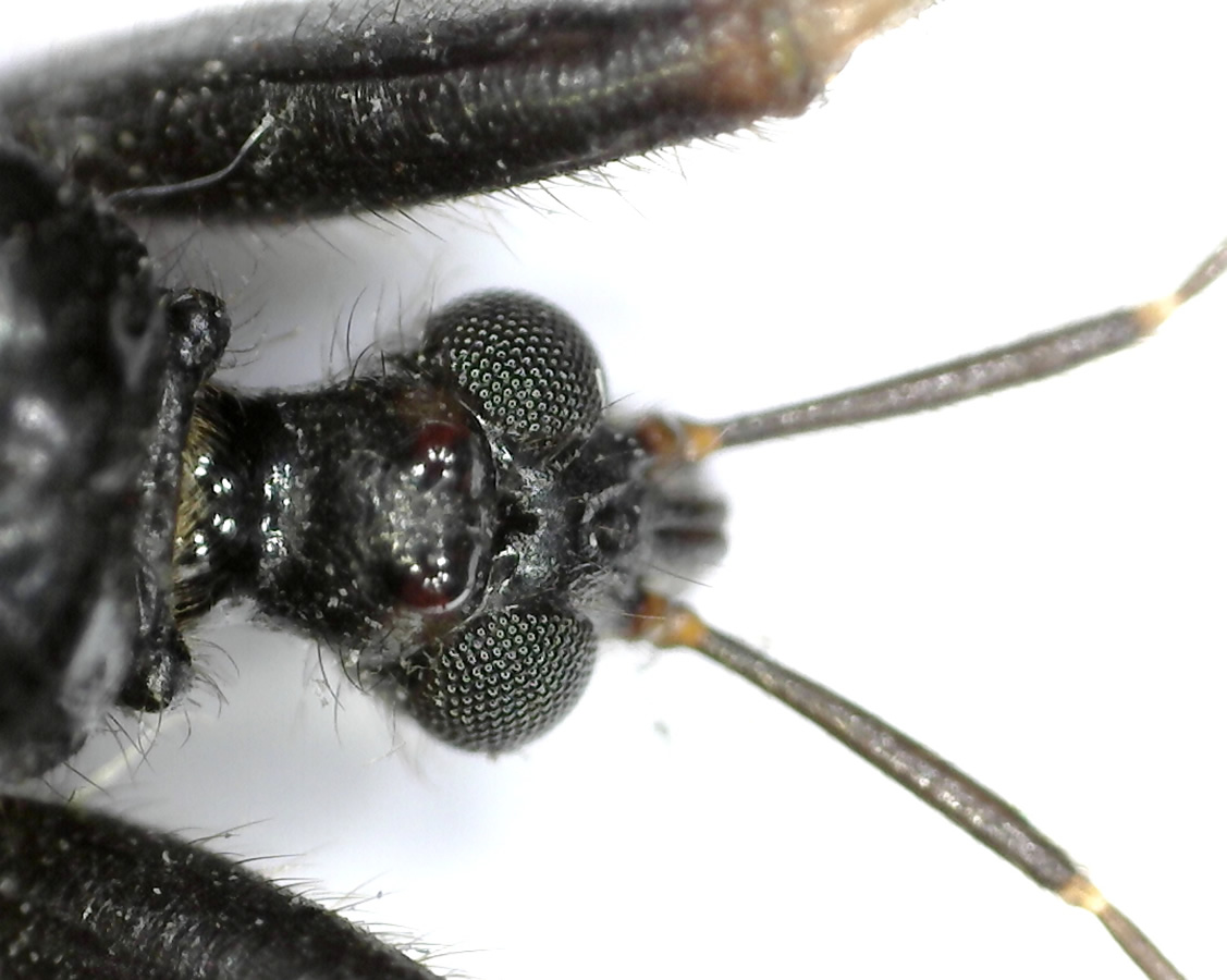 Große Raubwanze – Naturfotos näher hingeschaut