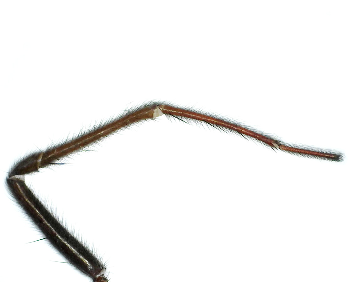 Große Winkelspinne – Naturfotos näher hingeschaut