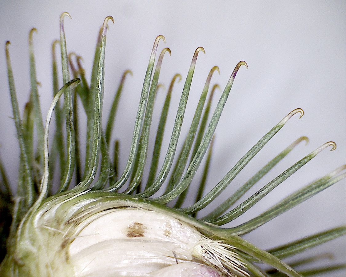 Große Klette – Naturfotos näher hingeschaut