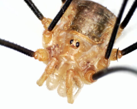 Weberknechte – Naturfotos näher hingeschaut